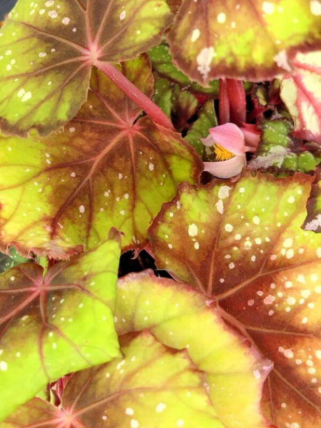 Begonia Rex African Jungle